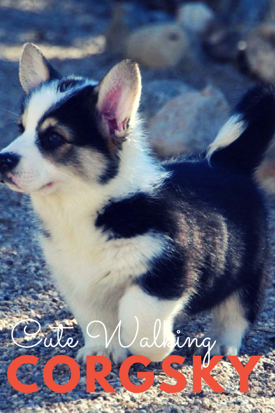 Corgi Husky Mix: The Dog Breed To Die For | Therapy Pet