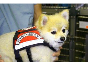 Emotional Support Dog Vests For Travel | Therapy Pet