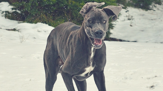 The Best Watch Dog Breed For Protection | Therapy Pet