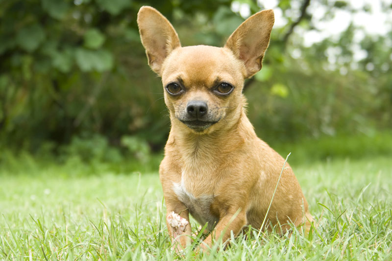 Chihuahua: 5 Things Every Owner Should Know
