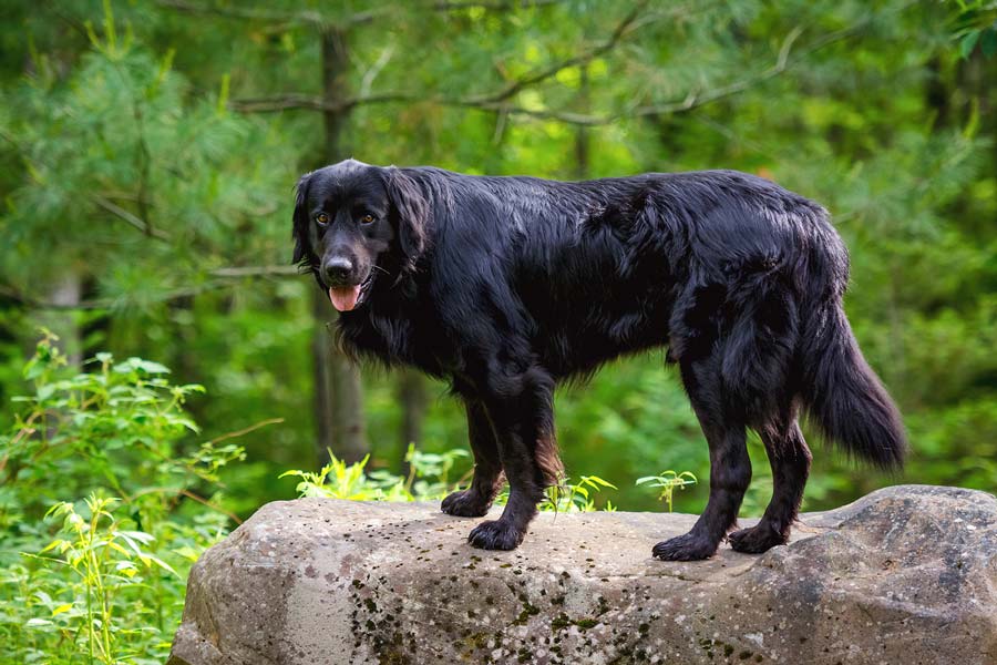 Newfoundland Dog Breed: Basic Facts Every Owner Knows