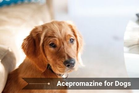 Acepromazine for Dogs | Therapy Pet
